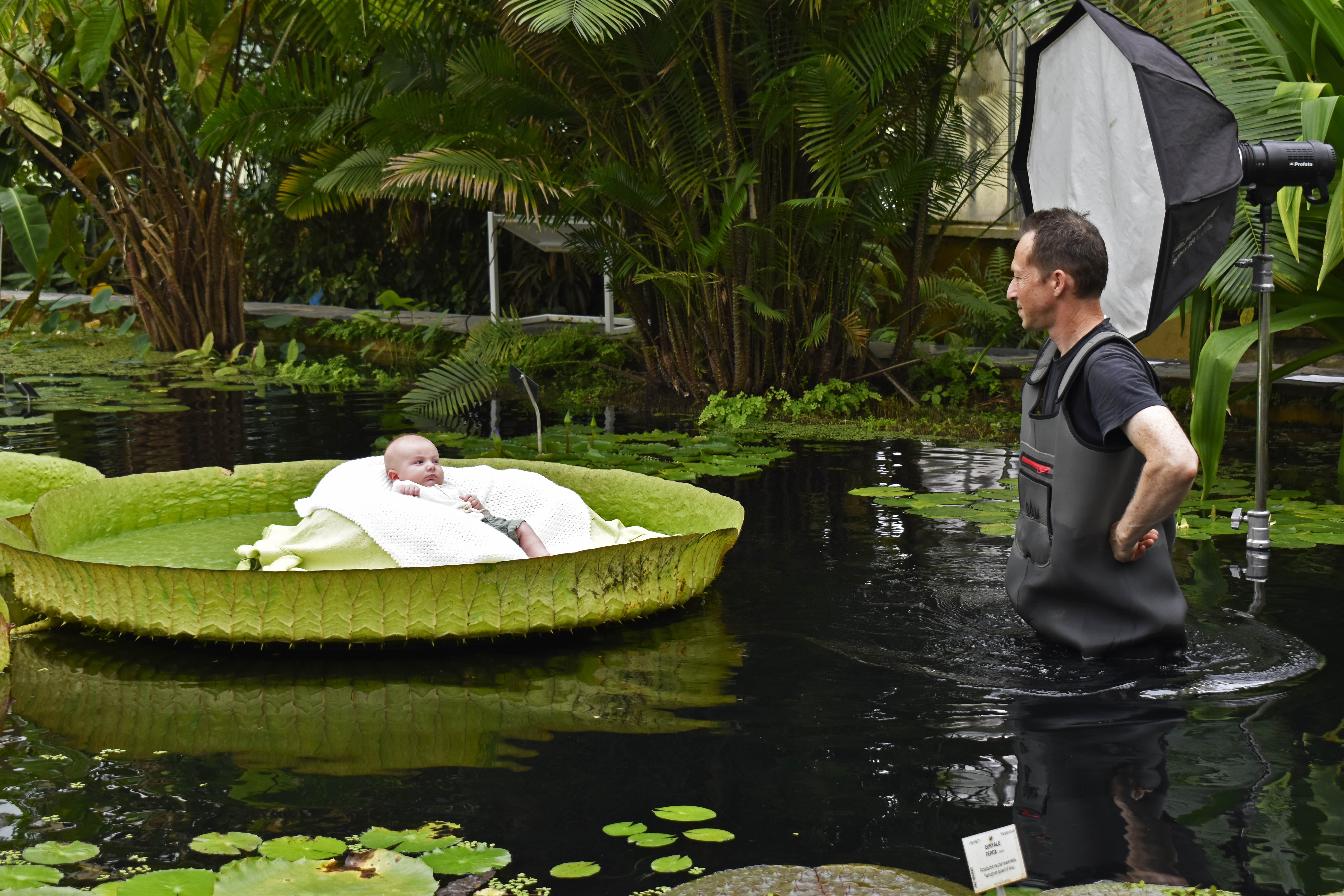 Fotoshoot baby's op reuzenwaterlelies in Plantentuin Meise: "Unieke ...