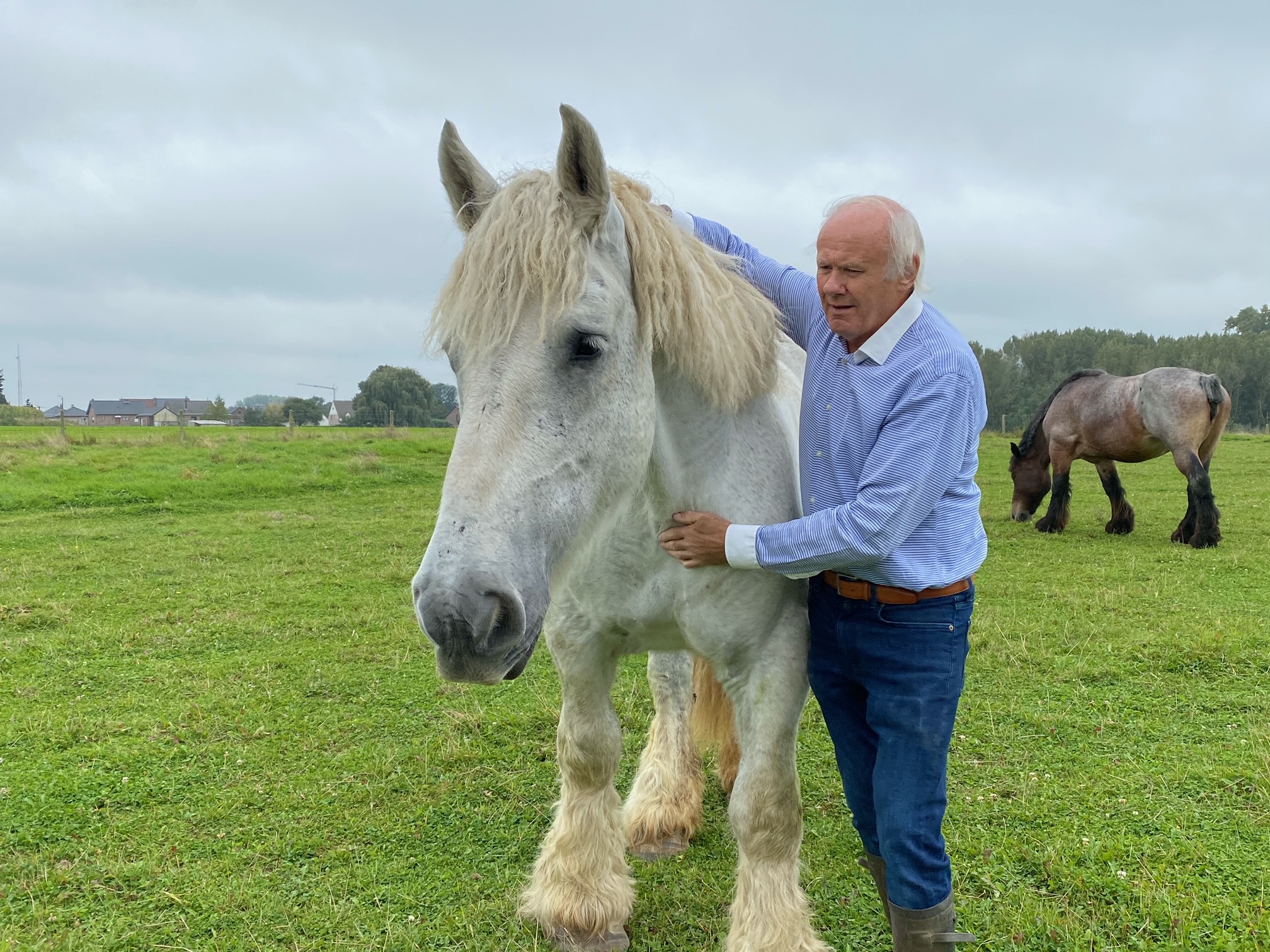 "Brabantse Trekpaarden zijn met uitsterven bedreigd" | Ring