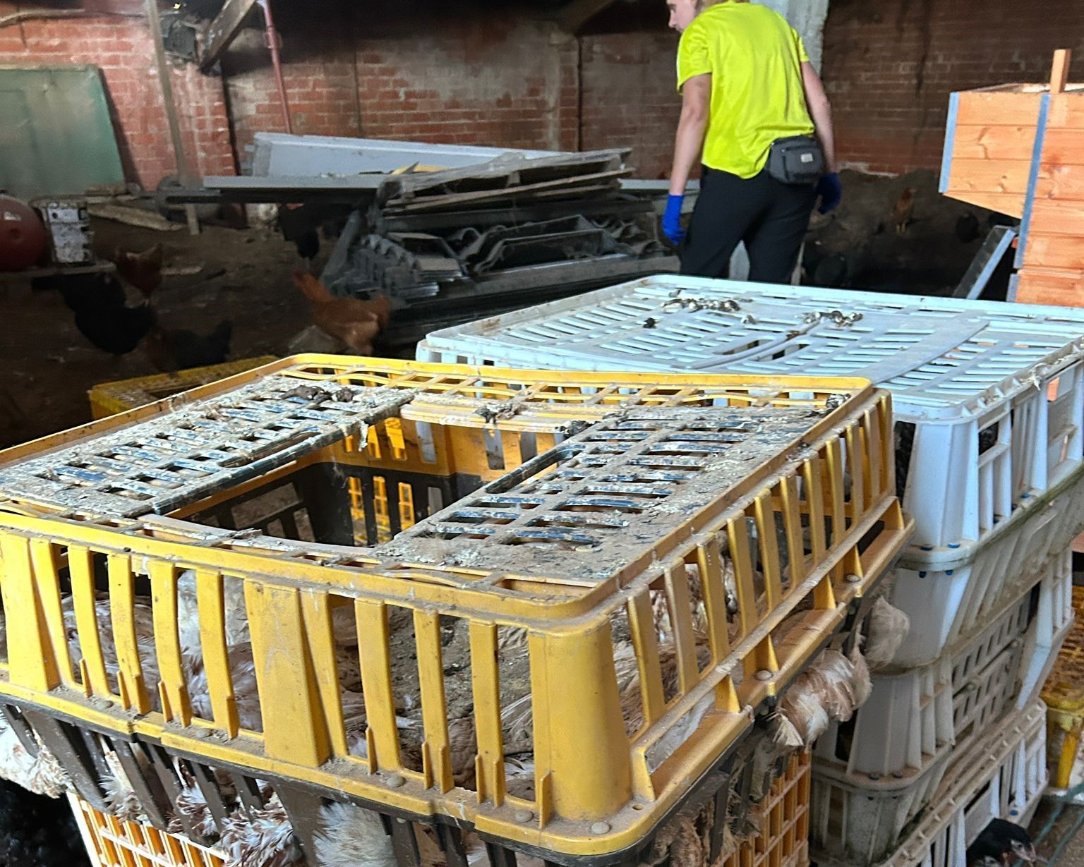 Dierenasiel Ark van Pollare treft 380 dode kippen aan in ...