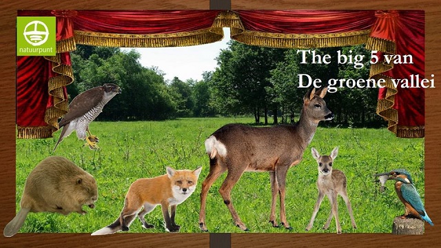 De big 5 van de Groene Vallei | Ring