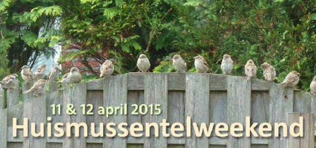 Hoeveel huismussen huizen er in jouw tuin? | Ring