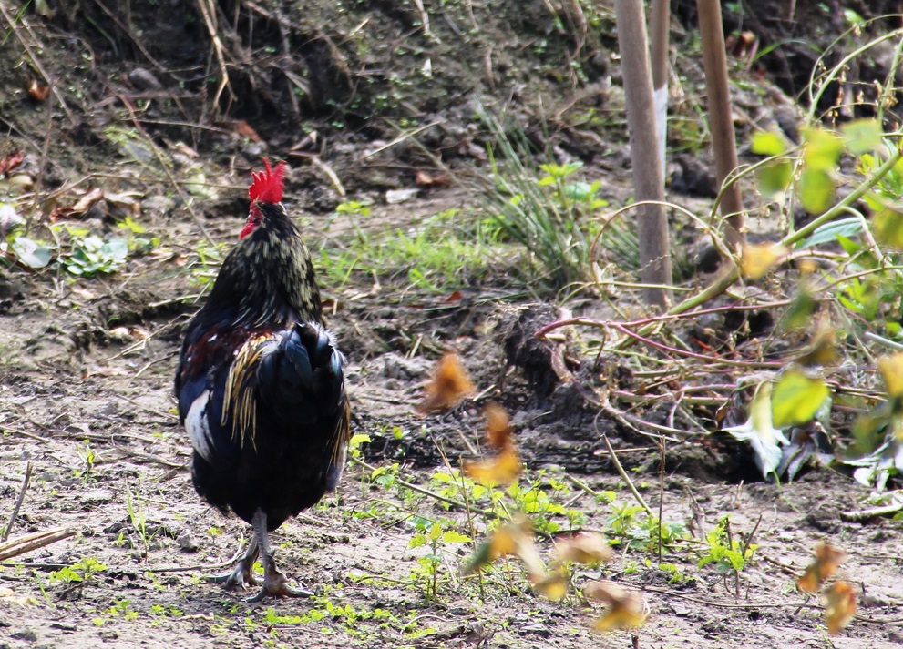 Wilde kippenplaag op Kouter in Merchtem | Ring