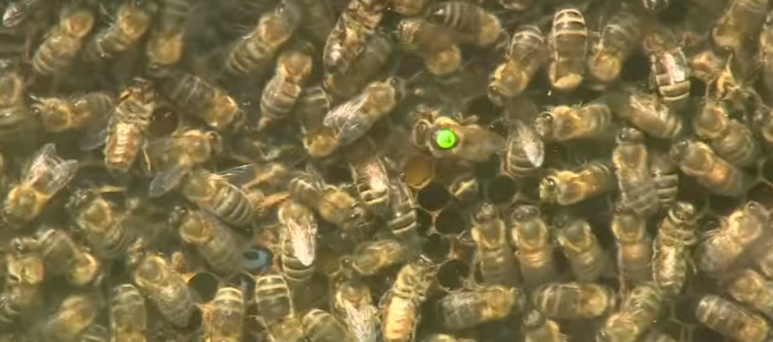 Nieuwe bijenhal in Tuinbouwschool Merchtem | Ring